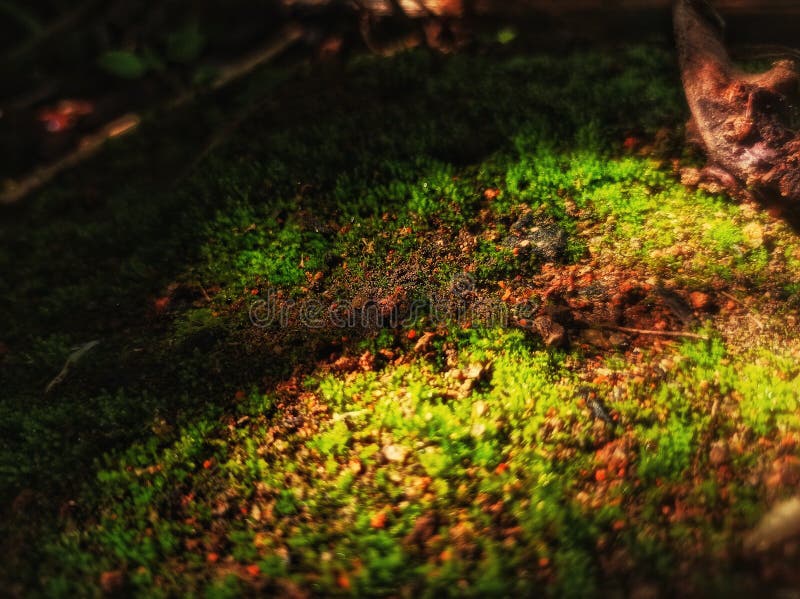 Mini Moss Forest stock image. Image of autumn, woodland - 224082609