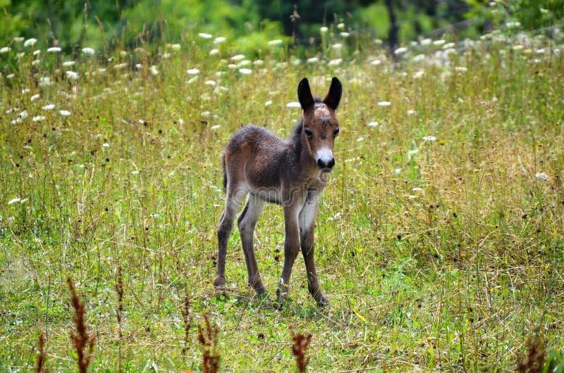 Mini Mule Foal stock image. Image of animal, hinny, donkey - 74741111