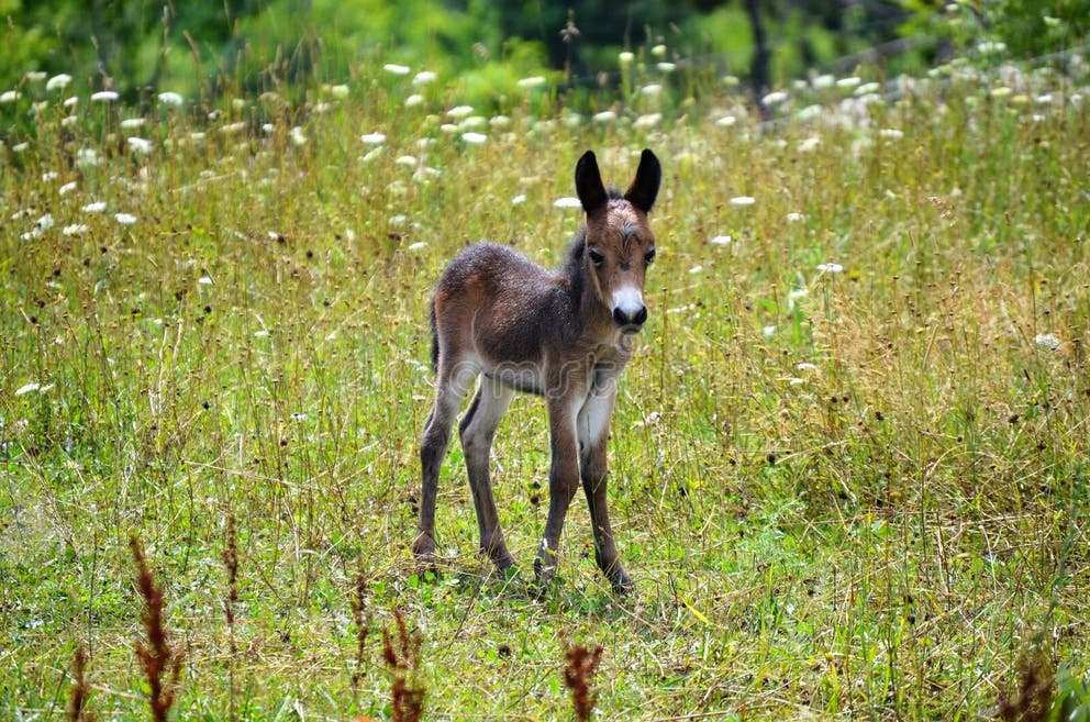 Mini Mule Foal stock image. Image of animal, hinny, donkey - 74741111