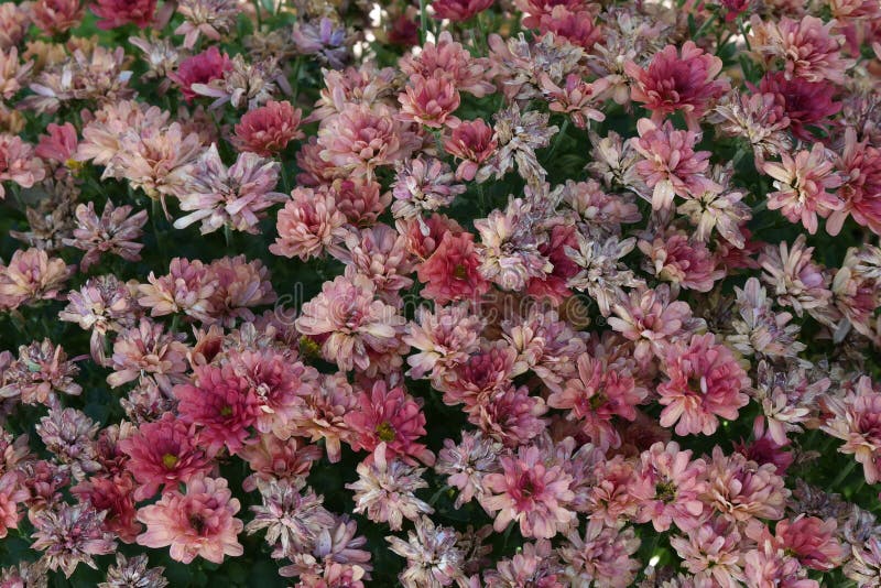 Mini Mums image stock. Image du mauve, masterpiece, spectaculaire ...