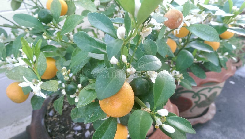 Mini-Naranjas imagen de archivo. Imagen de gusto, mini - 10445305