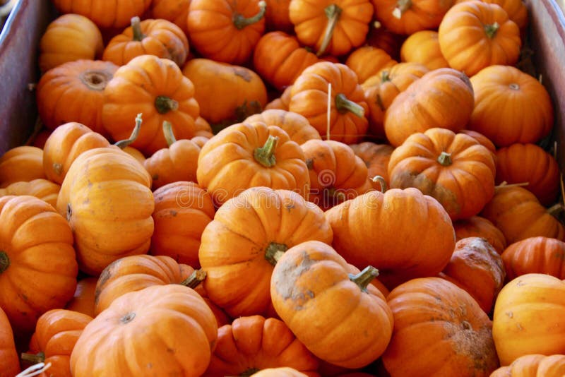 Mini Orange Pumpkin Fall Macro Background Texture Stock Photo - Image ...