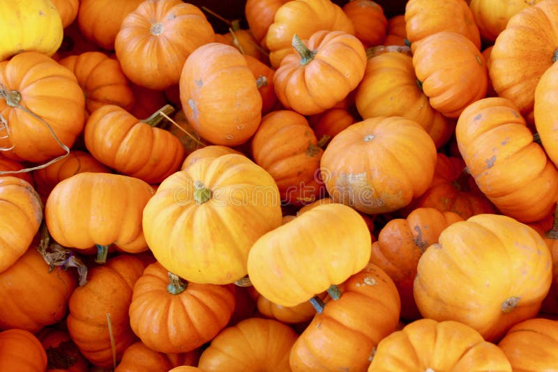 57,116 Pumpkin Texture Stock Photos - Free & Royalty-Free Stock Photos ...