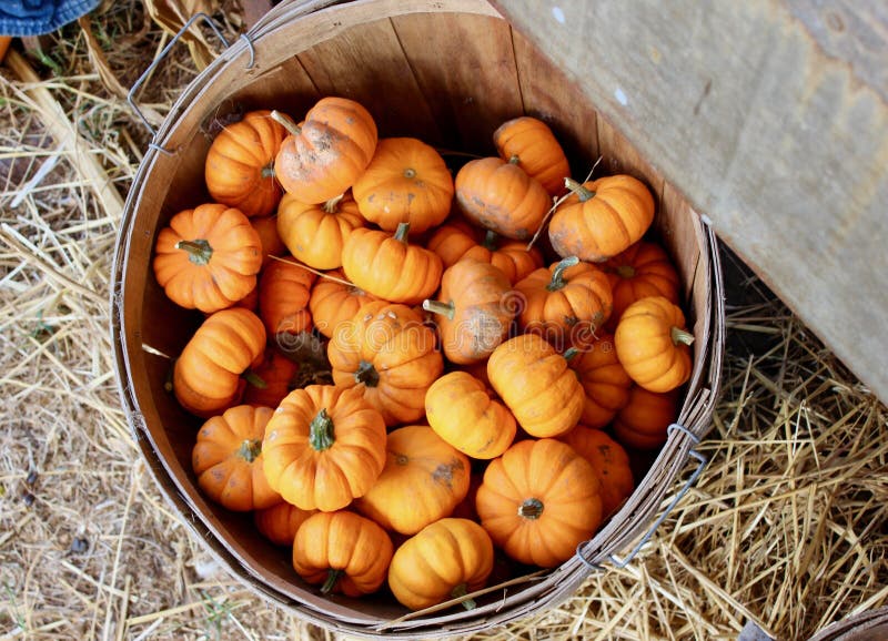 Mini Orange Pumpkins in a Basket Fall Macro Background Texture Stock ...