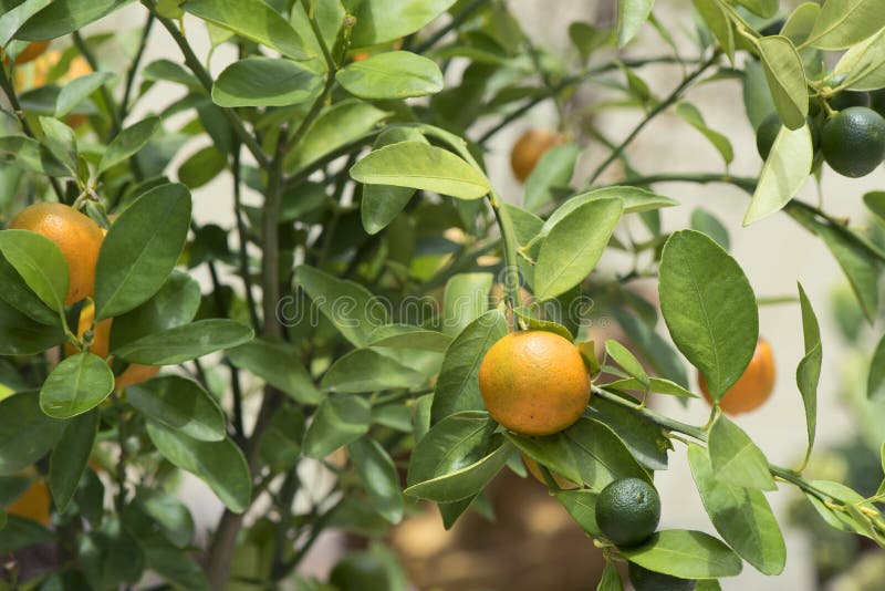 Mini orange on tree. stock photo. Image of fruit, grove - 76525032