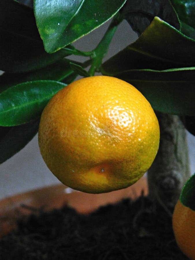 Mini orange tree stock image. Image of mini, countryside - 92706703