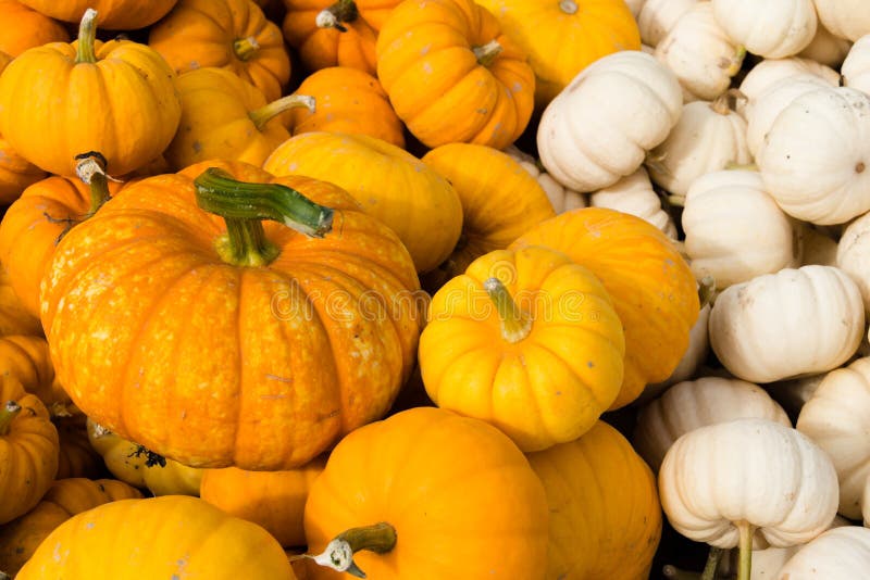 Mini Orange and White Pumpkins Stock Image - Image of halloween ...
