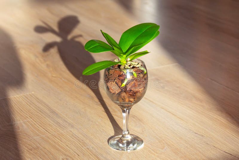 Mini Orchid Growing in a Crystal Glass Goblet, Closed Pot Systems Stock ...