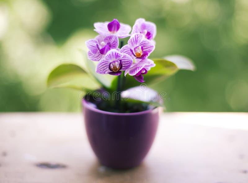 Mini orchidea immagine stock. Immagine di fiore, mini - 31639155