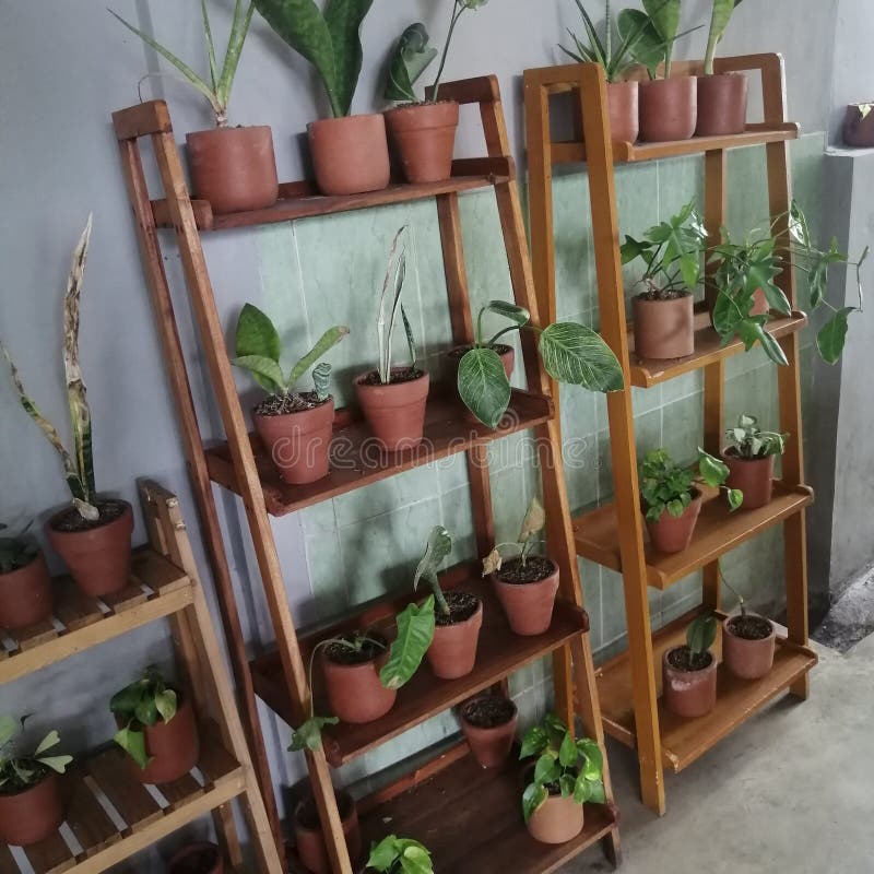 Mini ornamental plants stock photo. Image of chair, window - 266574098