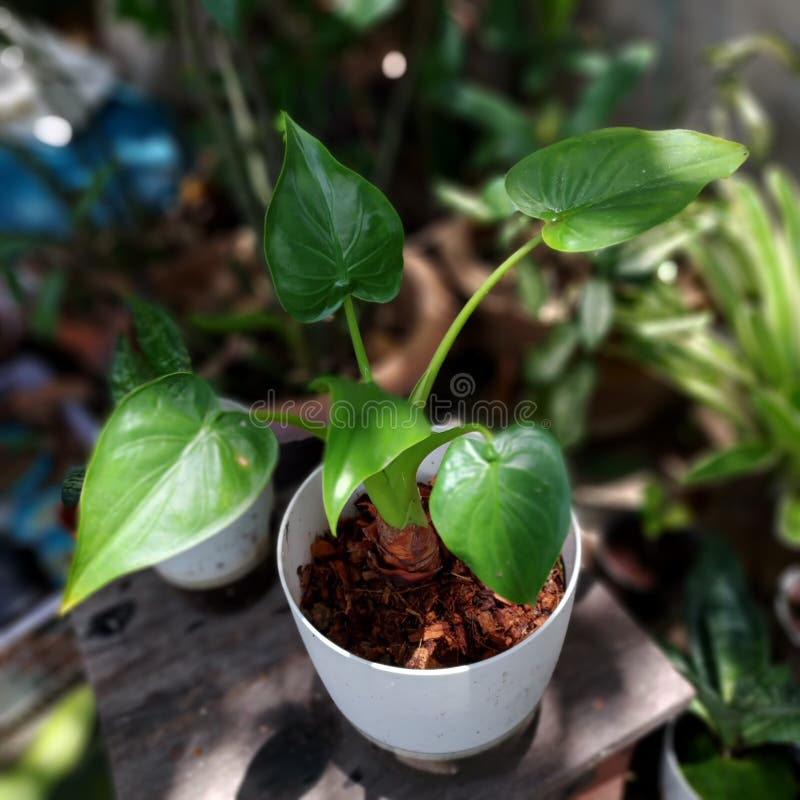 Mini ornamental plants stock photo. Image of leaves - 224600136