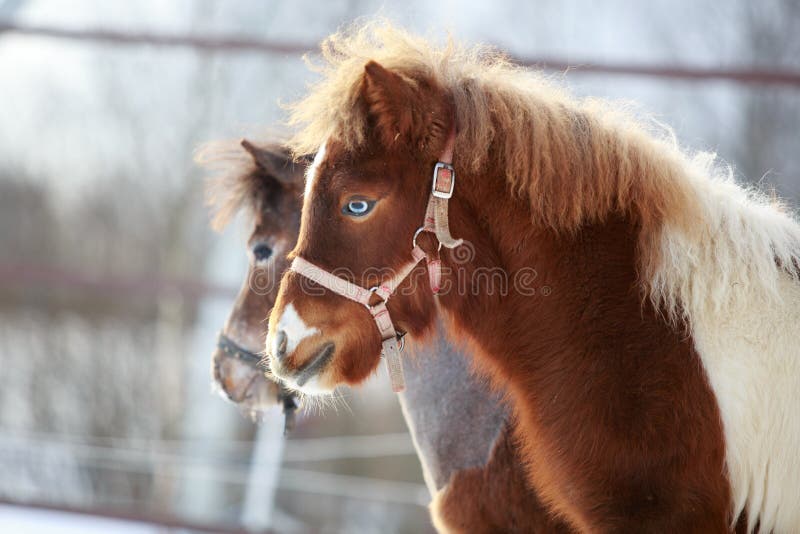 Mini paard stock foto. Image of dier, foel, paard, merrie - 26284754