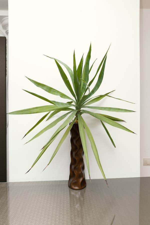 Mini palm close up stock photo. Image of close, tropical - 70516240