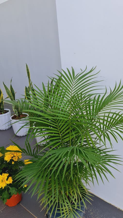 Mini palm tree stock image. Image of potted, plant, small - 18276631