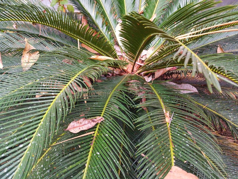 Mini Palm Trees in the Front Garden of the House Stock Photo - Image of ...