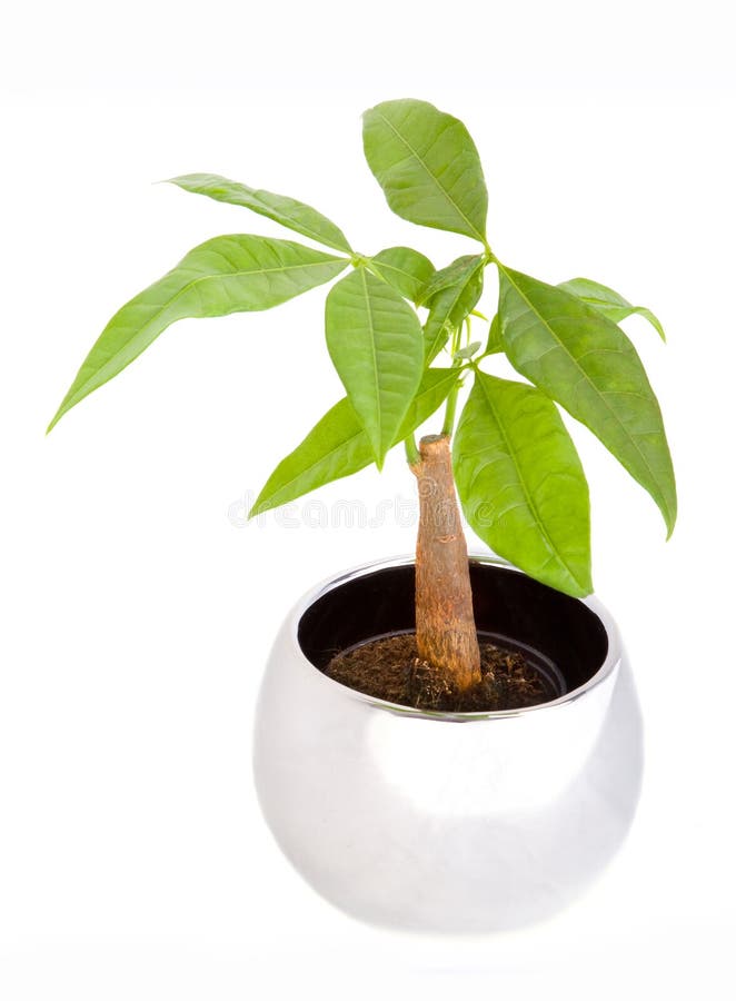 Mini palma immagine stock. Immagine di mini, cortili - 82081589