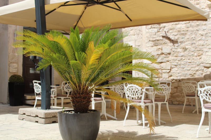 Mini Palmera Con Dos Cactus Redondos Foto de archivo - Imagen de punto ...