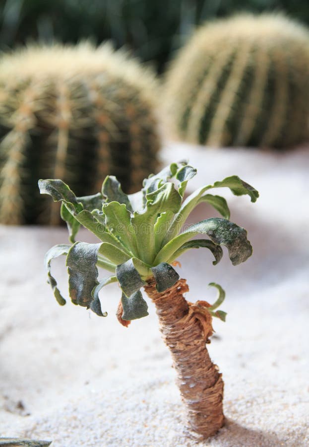 Mini Palmera Con Dos Cactus Redondos Foto de archivo - Imagen de punto ...