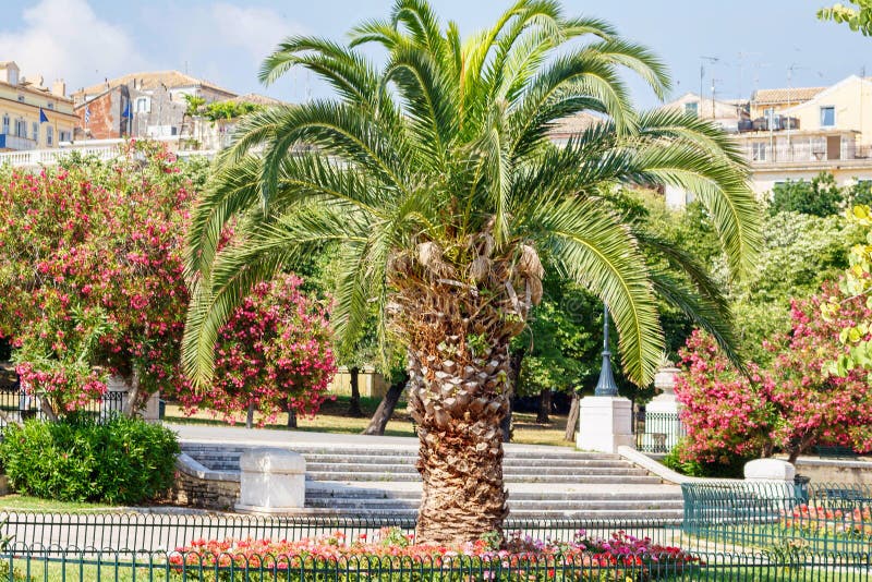 Mini Palmera En Un Parque De Grecia Imagen de archivo - Imagen de ...