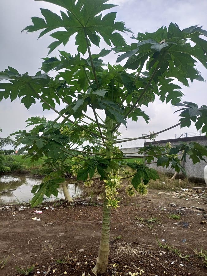 The Mini Papaya Tree Has Started To Flower Stock Image - Image of ...