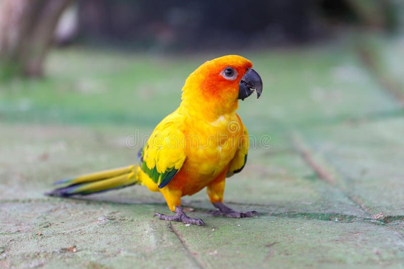 The Mini Parrot Bird on Floor Stock Image - Image of male, haematotis ...