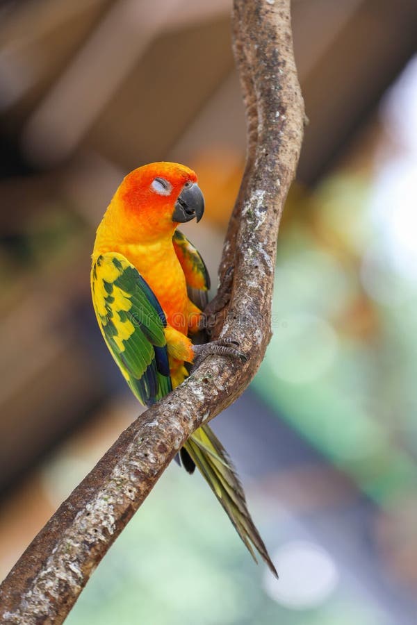The Mini Parrot Bird on Floor Stock Image - Image of pyrilia, canary ...