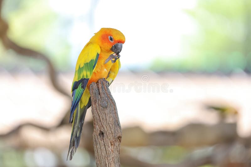 The Mini Parrot Bird on Floor Stock Image - Image of green, central ...