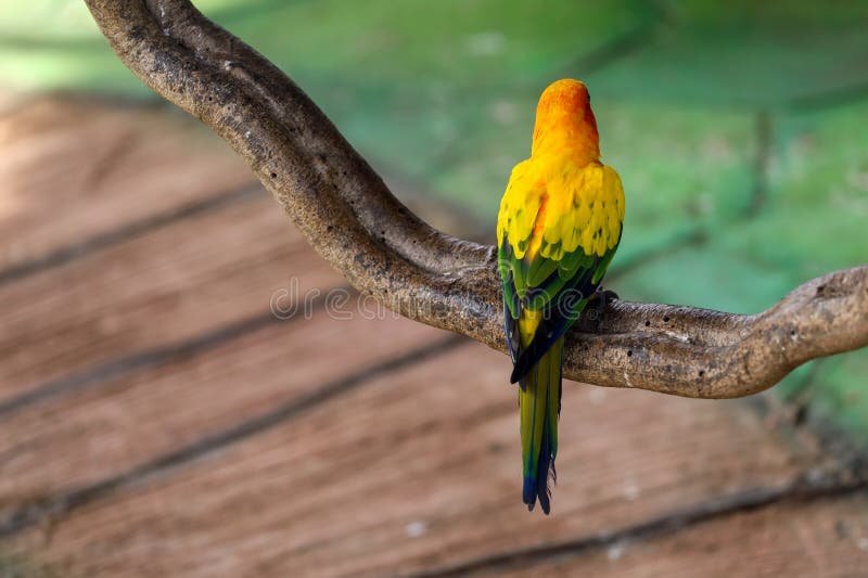 The Mini Parrot Bird on Floor Stock Image - Image of tree, birds: 294775365