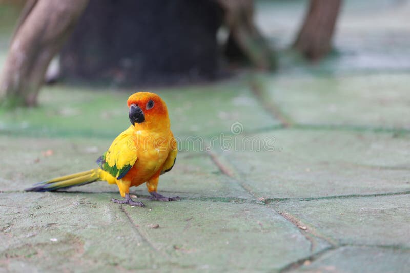 The Mini Parrot Bird on Floor Stock Image - Image of zoology, canary ...