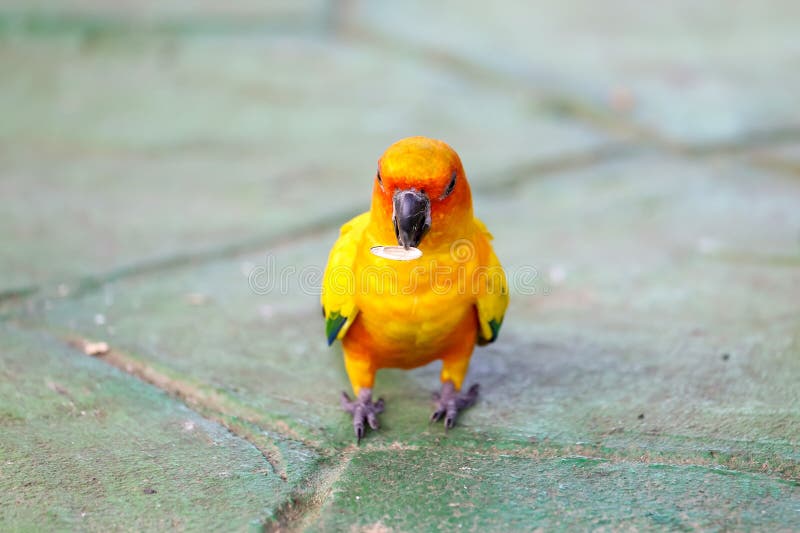 The Mini Parrot Bird on Floor Stock Photo - Image of jungle, nature ...