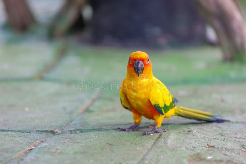 The Mini Parrot Bird on Floor Stock Image - Image of colorful, green ...