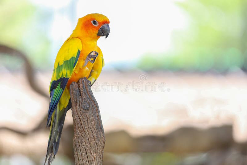 The Mini Parrot Bird on Stick Tree Stock Photo - Image of bird, parrot ...