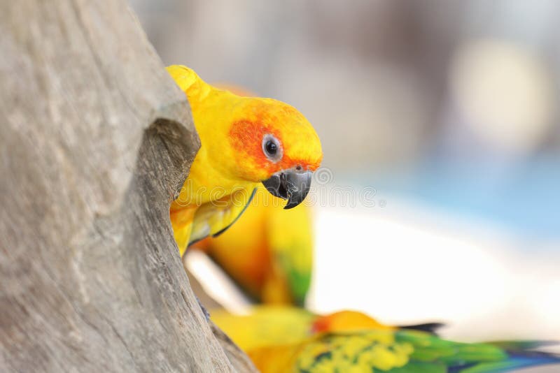 The Mini Parrot Bird on Stick Tree Stock Image - Image of wildlife ...