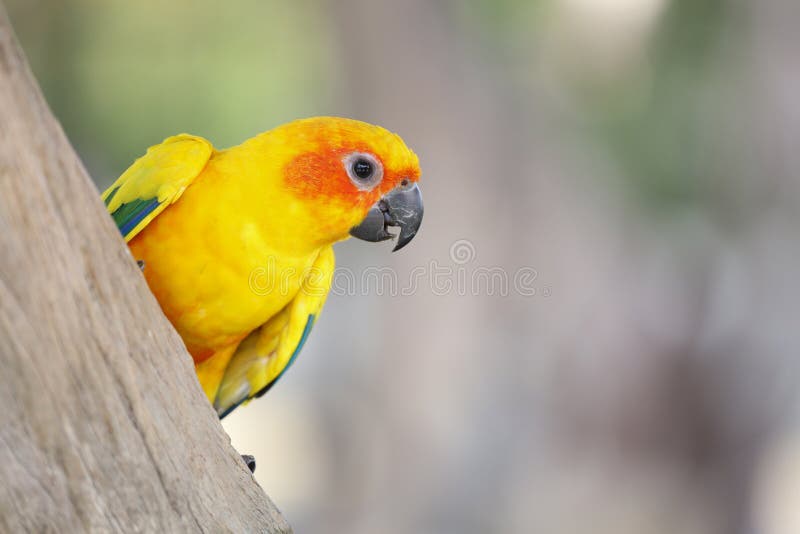 The Mini Parrot Bird on Stick Tree Stock Photo - Image of wild, bird ...