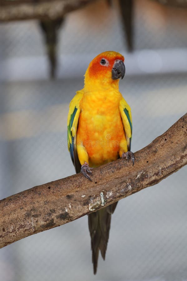 The Mini Parrot Bird on Stick Tree Stock Photo - Image of parrot ...
