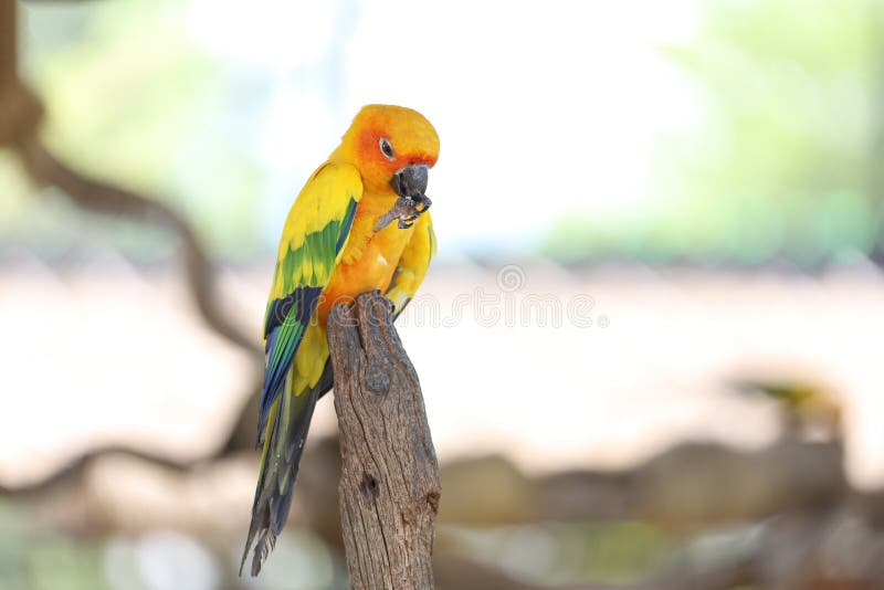 The Mini Parrot Bird on Stick Tree Stock Photo - Image of tropical ...