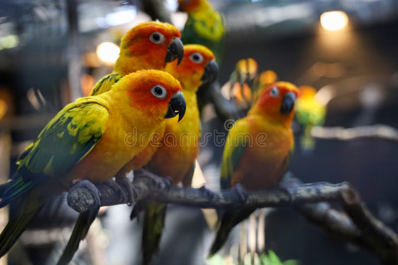 The Mini Parrot Bird on Stick Tree Stock Photo - Image of brownhooded ...