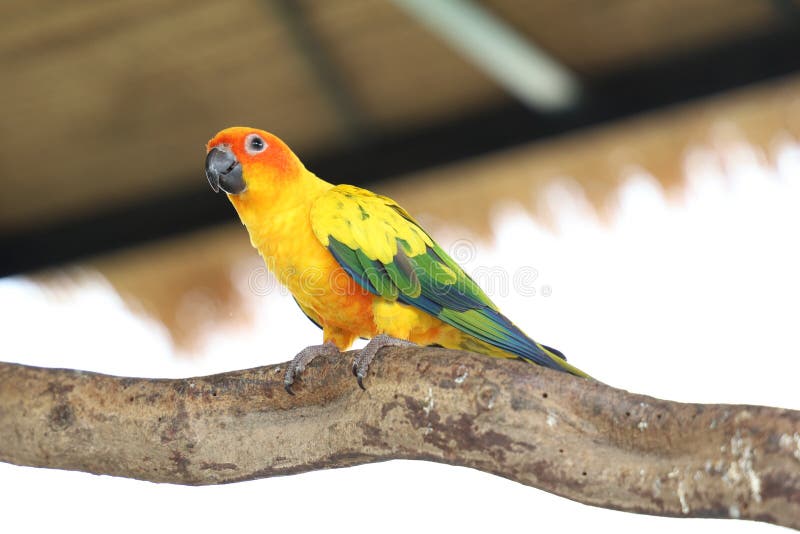 The Mini Parrot Bird on Stick Tree Stock Image - Image of rainforest ...