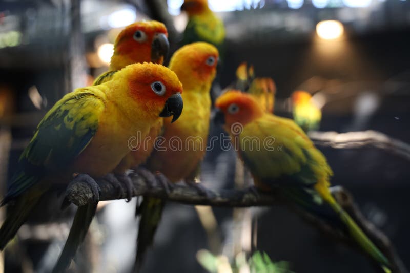 The Mini Parrot Bird on Stick Tree Stock Image - Image of cute, parrot ...