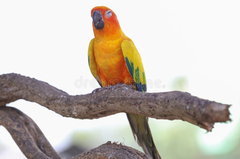 The Mini Parrot Bird on Stick Tree Stock Image - Image of wildlife ...