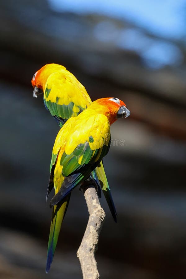 The Mini Parrot Bird on Stick Tree Stock Image - Image of parrot ...