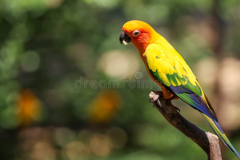 The Mini Parrot Bird on Stick Tree Stock Photo - Image of zoology ...
