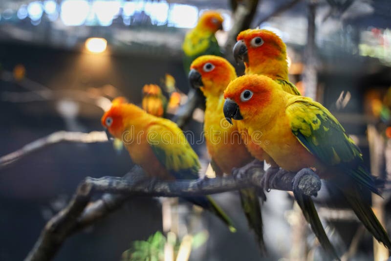 The Mini Parrot Bird on Stick Tree Stock Photo - Image of exotic ...