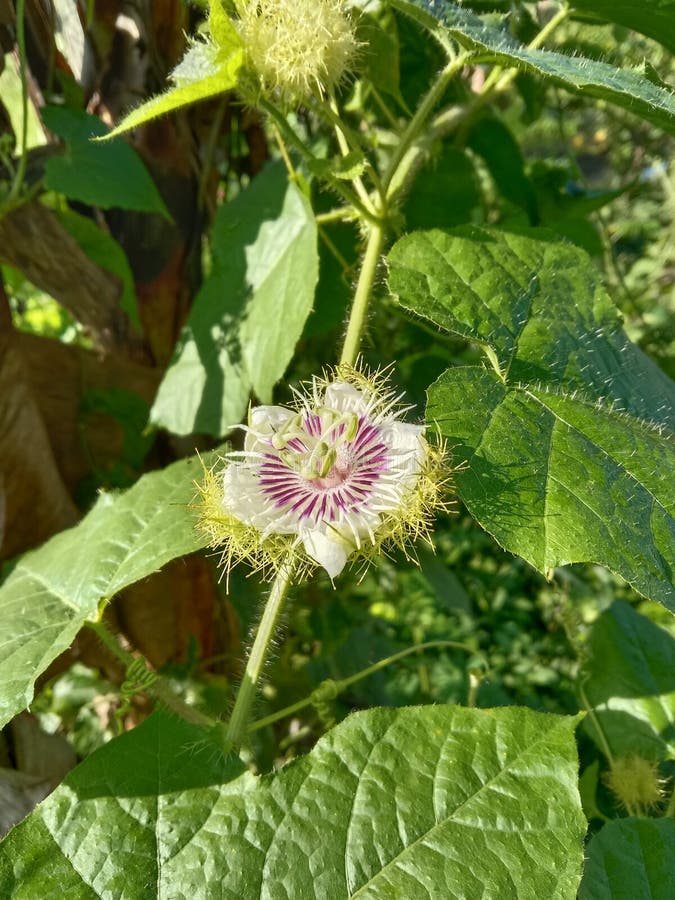 Mini Passion Fruit Flower, Small but Beautiful Stock Photo - Image of ...