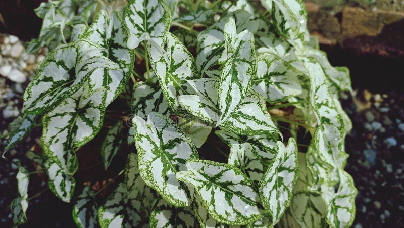Mini Pearl Taro Ornamental Plant Stock Photo - Image of plant ...