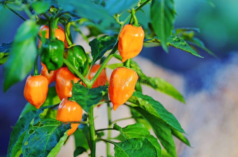 Mini Peperoni Dolci Arancio Che Crescono Sulla Pianta Fotografia Stock ...