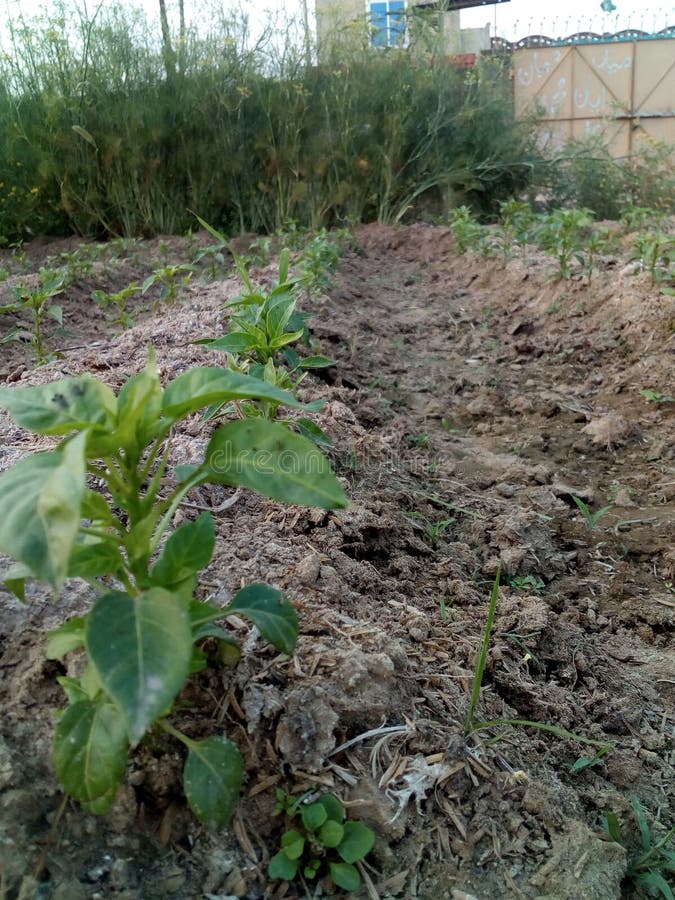 Mini pepper plants stock photo. Image of plants, food - 113901786