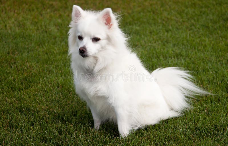Eskimo Spitz Americano Sentado En El Suelo Foto de archivo - Imagen de ...