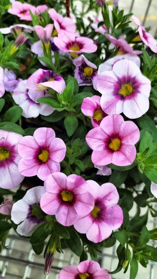 Mini petunia stock image. Image of garden, petal, flower - 255329945