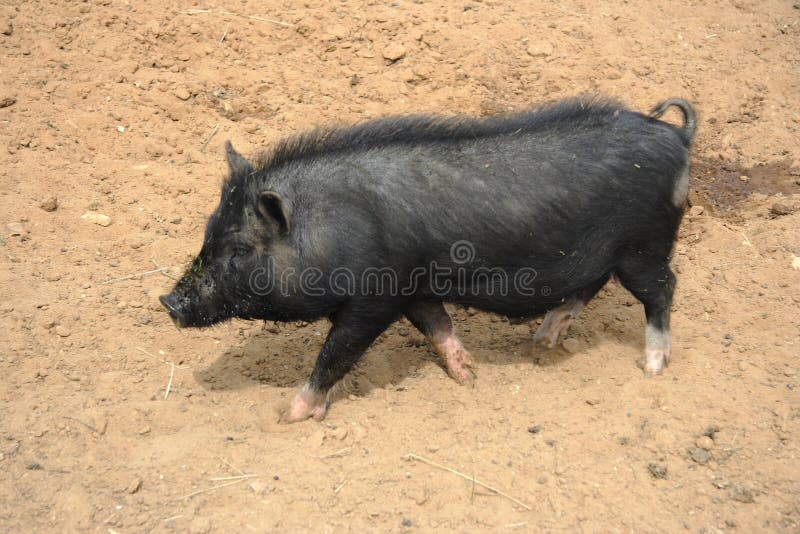 Mini-pig stock photo. Image of sand, mini, walk, animal - 9124470